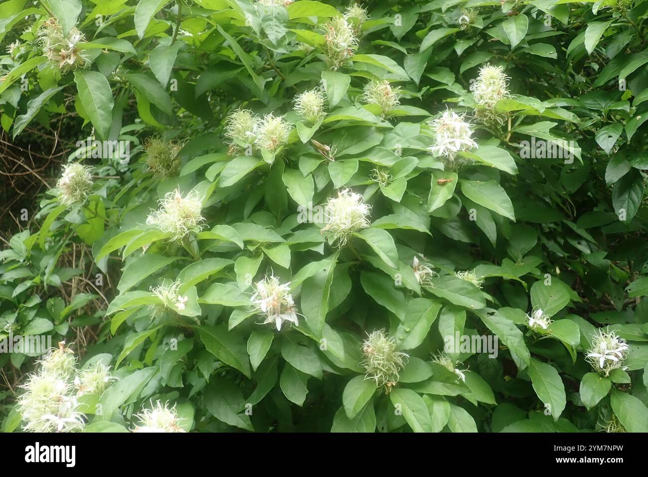 Ruttya (Ruttya ovata Stock Photo - Alamy