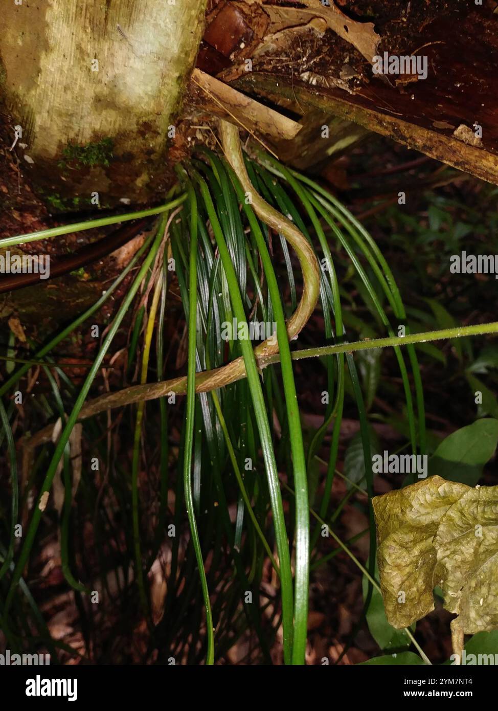 Shoestring Fern (Vittaria lineata Stock Photo - Alamy