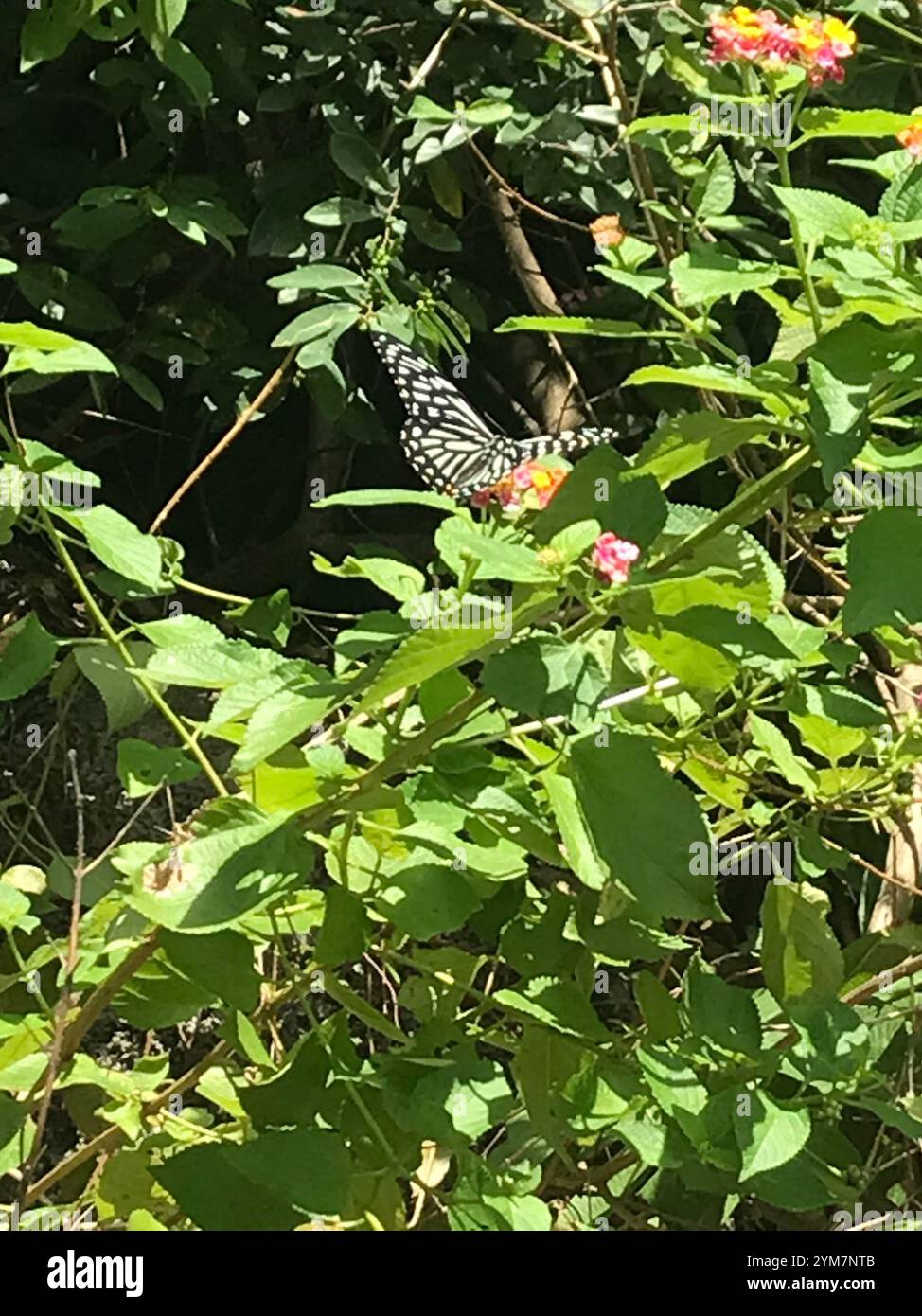 Common Mime Swallowtail (Papilio clytia Stock Photo - Alamy