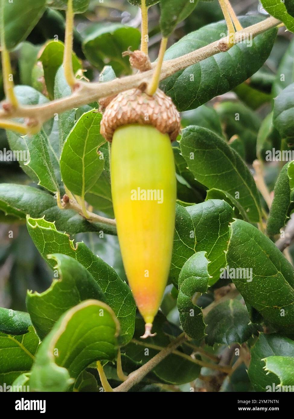 coast live oak (Quercus agrifolia Stock Photo - Alamy