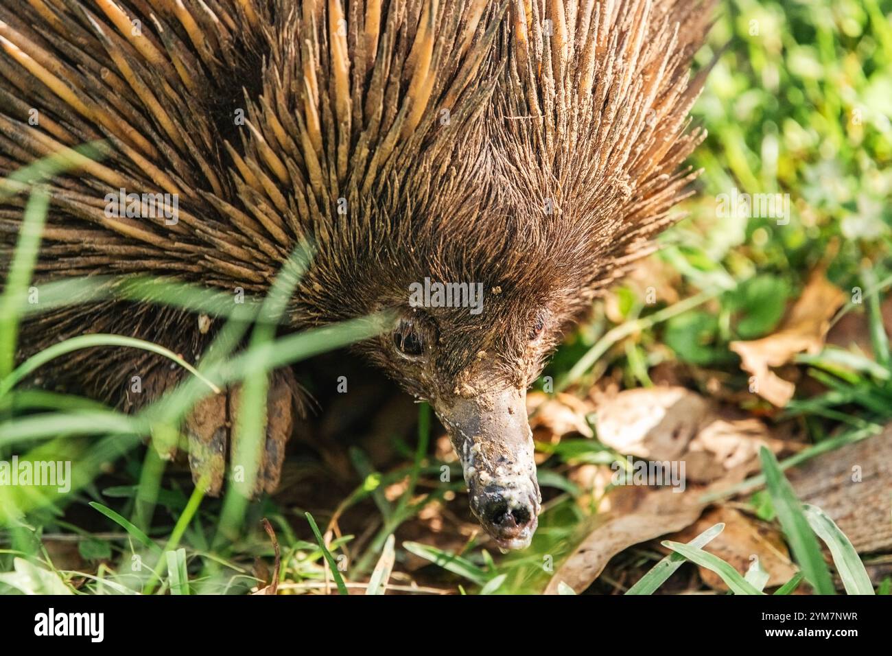 The short-beaked echidna is covered in fur and spines and has a ...