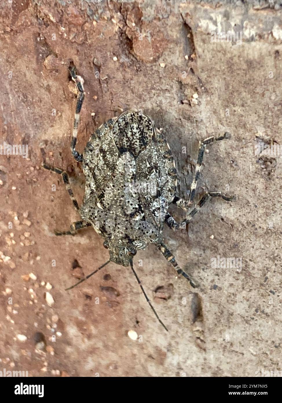 Rough stink bugs brochymena hi-res stock photography and images - Alamy