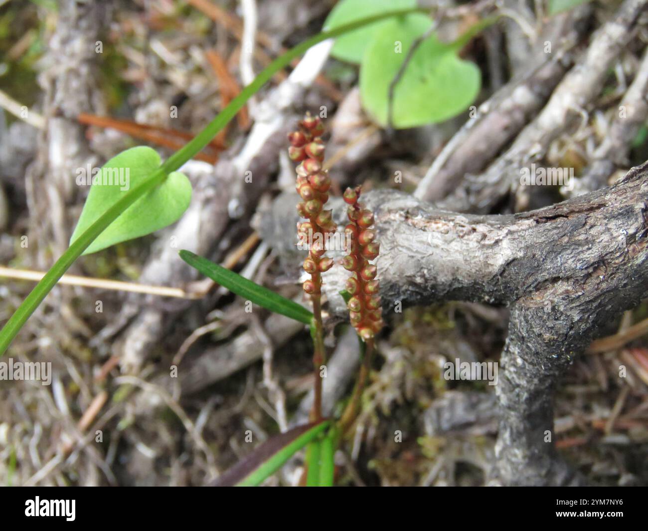 alpine bistort (Bistorta vivipara Stock Photo - Alamy