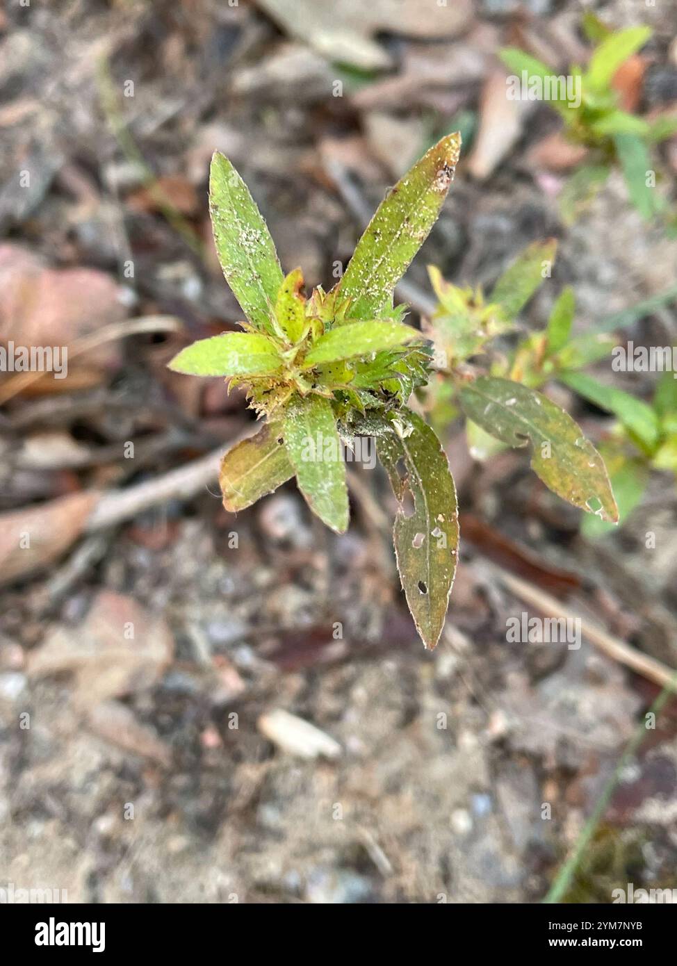 Slender Three-seeded Mercury (Acalypha gracilens Stock Photo - Alamy