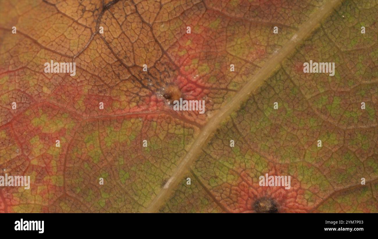 oak flake gall wasp (Neuroterus quercusverrucarum Stock Photo - Alamy
