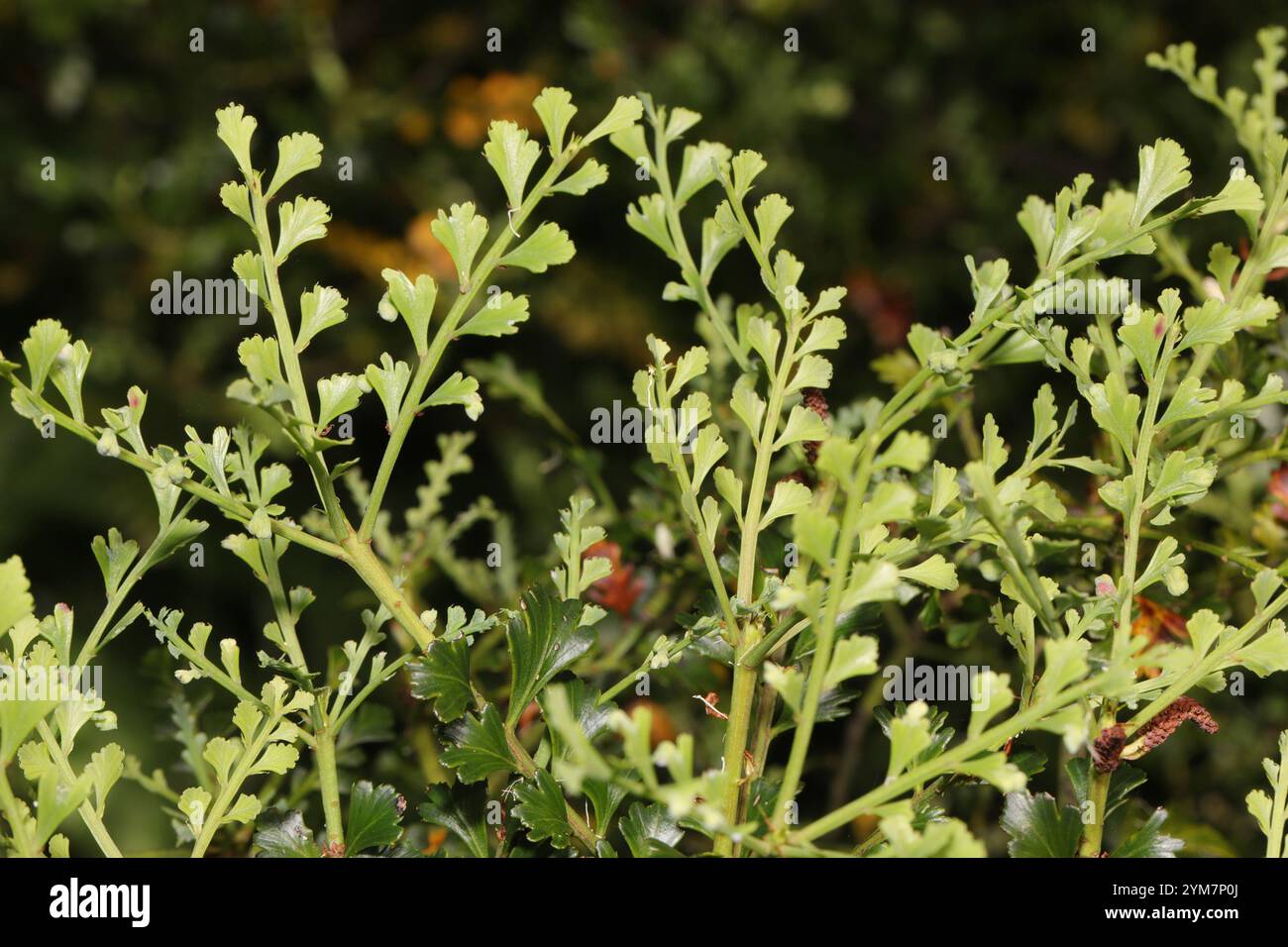 wall-rue (Asplenium ruta-muraria Stock Photo - Alamy