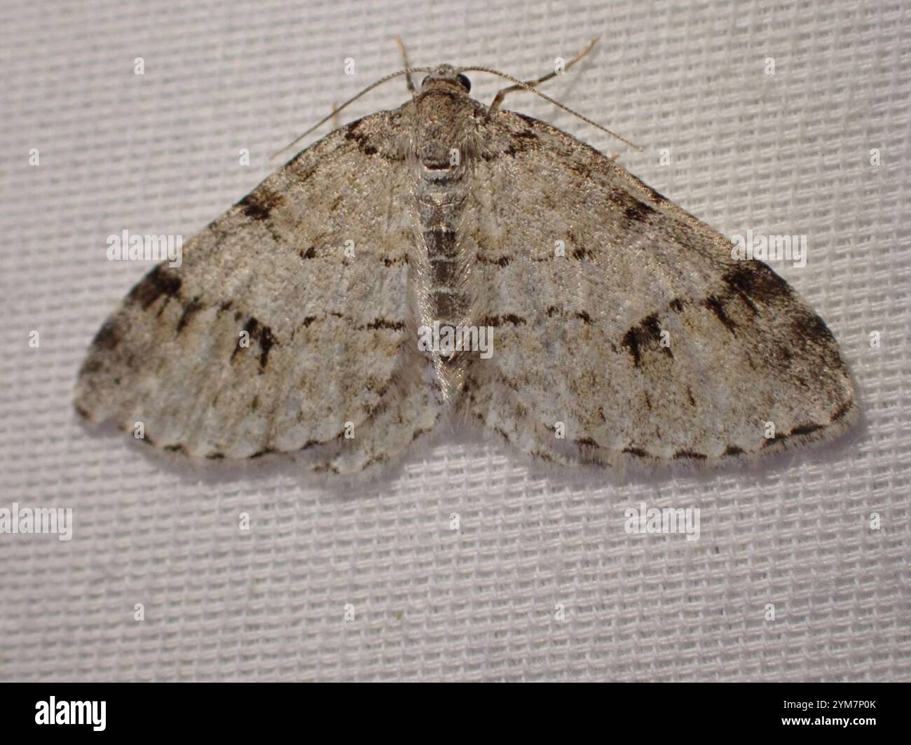 Welsh Wave Moth (Venusia cambrica Stock Photo - Alamy