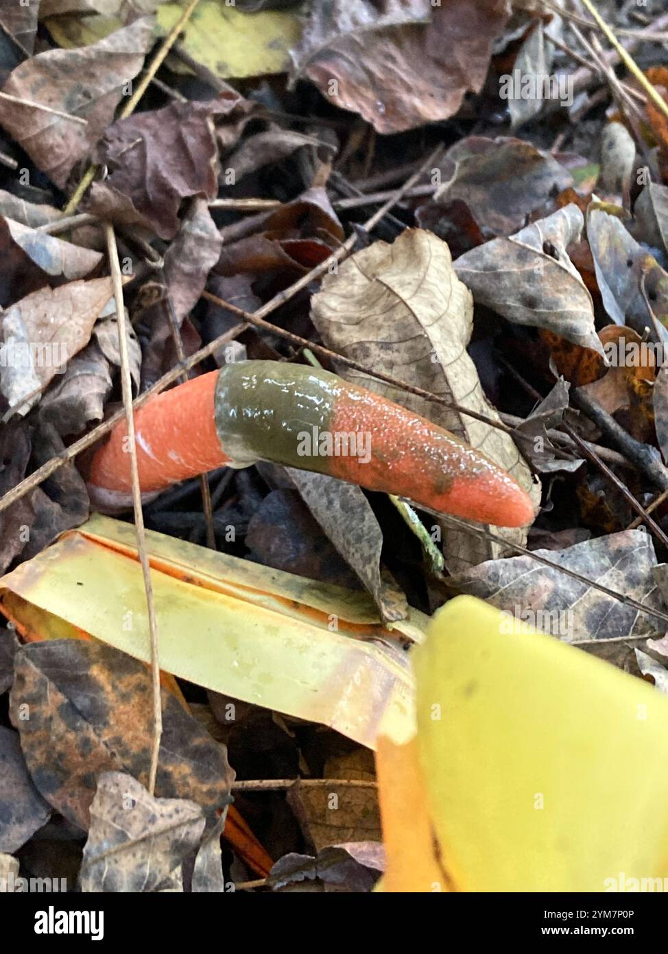 devil's dipstick (Mutinus elegans Stock Photo - Alamy