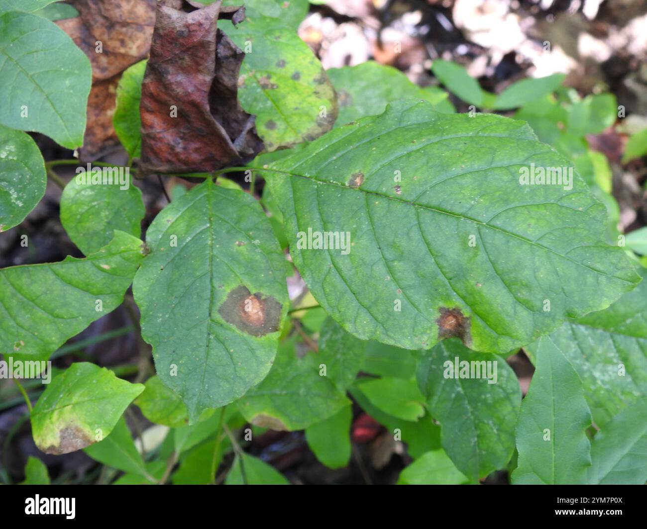Ash Leaf Spot (Mycosphaerella fraxinicola Stock Photo - Alamy