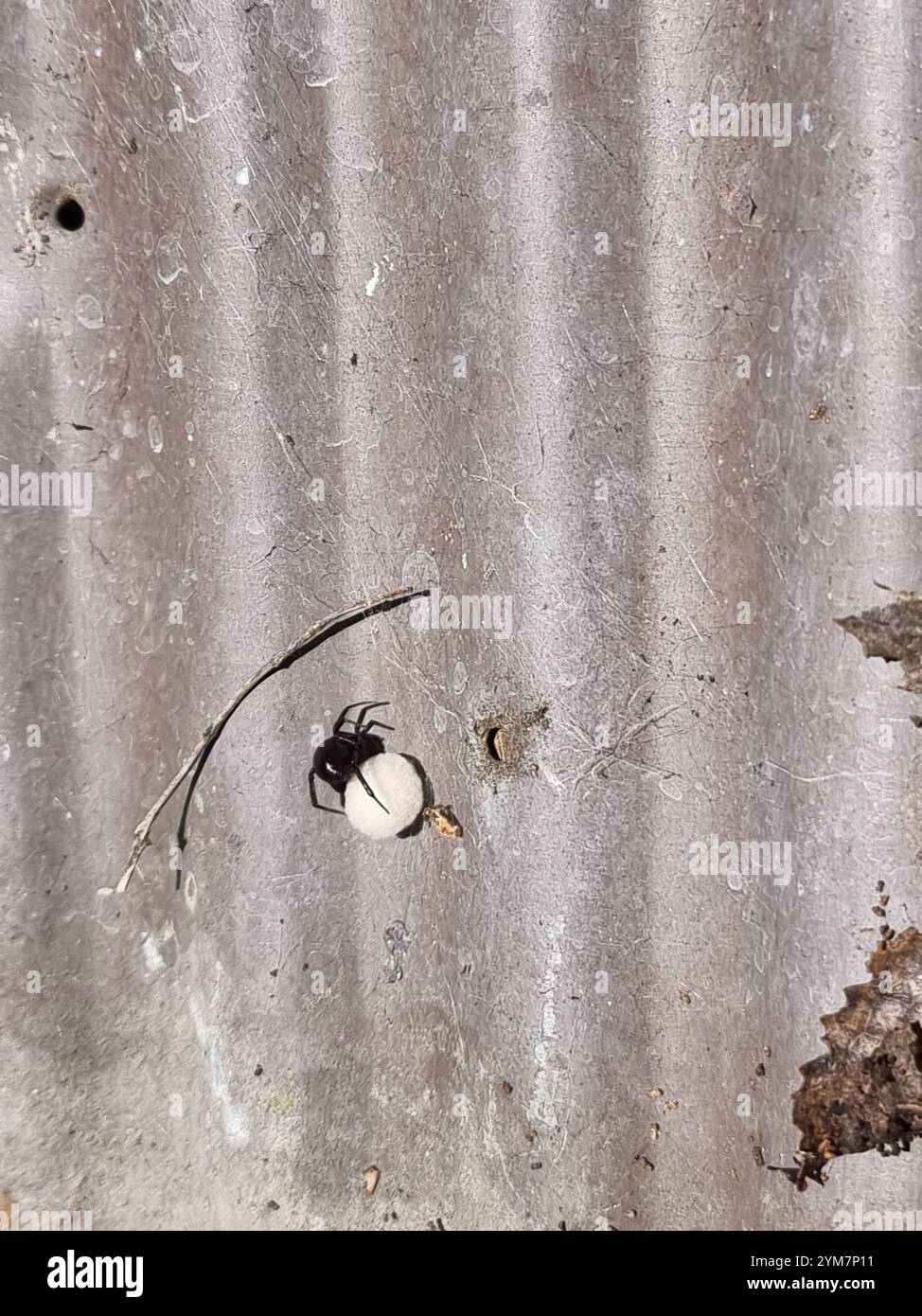 Black Cobweb Spider (Steatoda capensis Stock Photo - Alamy