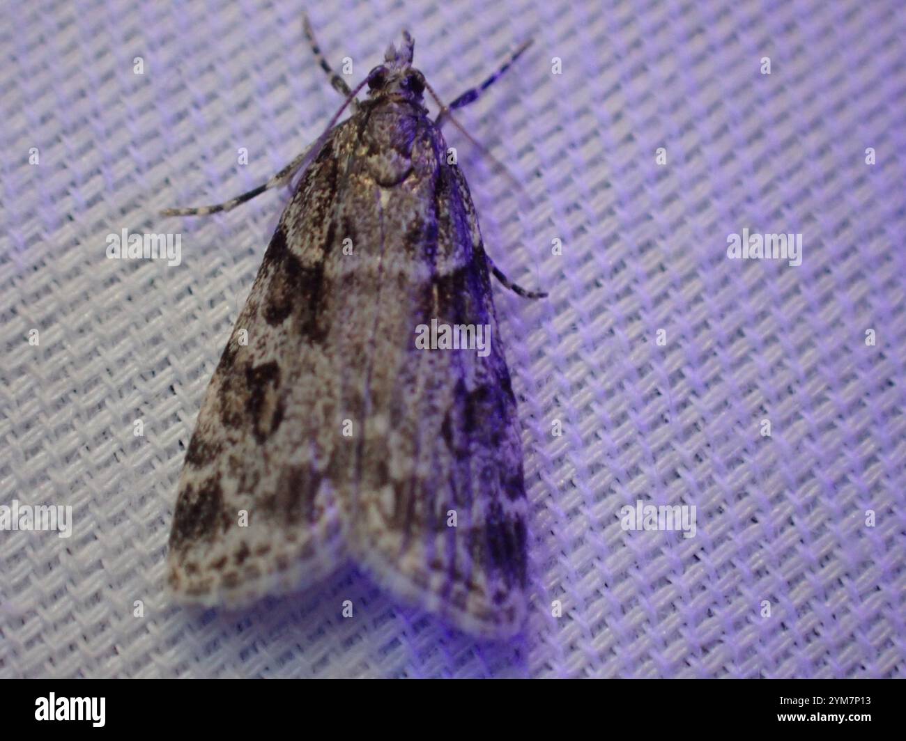 Double-striped Scoparia Moth (Scoparia biplagialis Stock Photo - Alamy