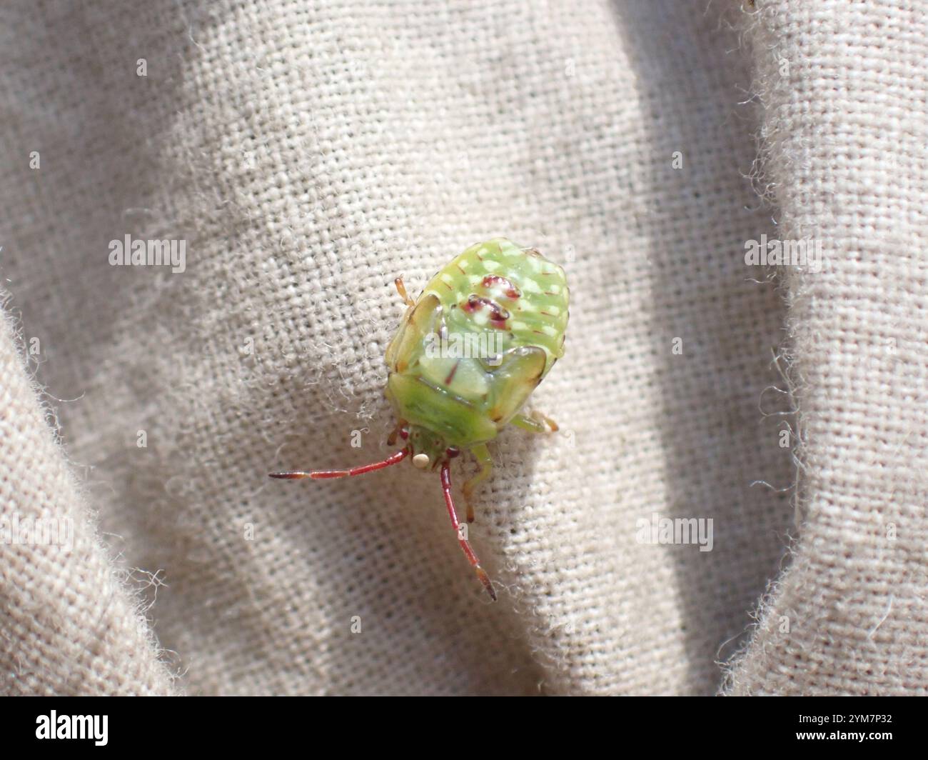 True Bugs (Heteroptera Stock Photo - Alamy