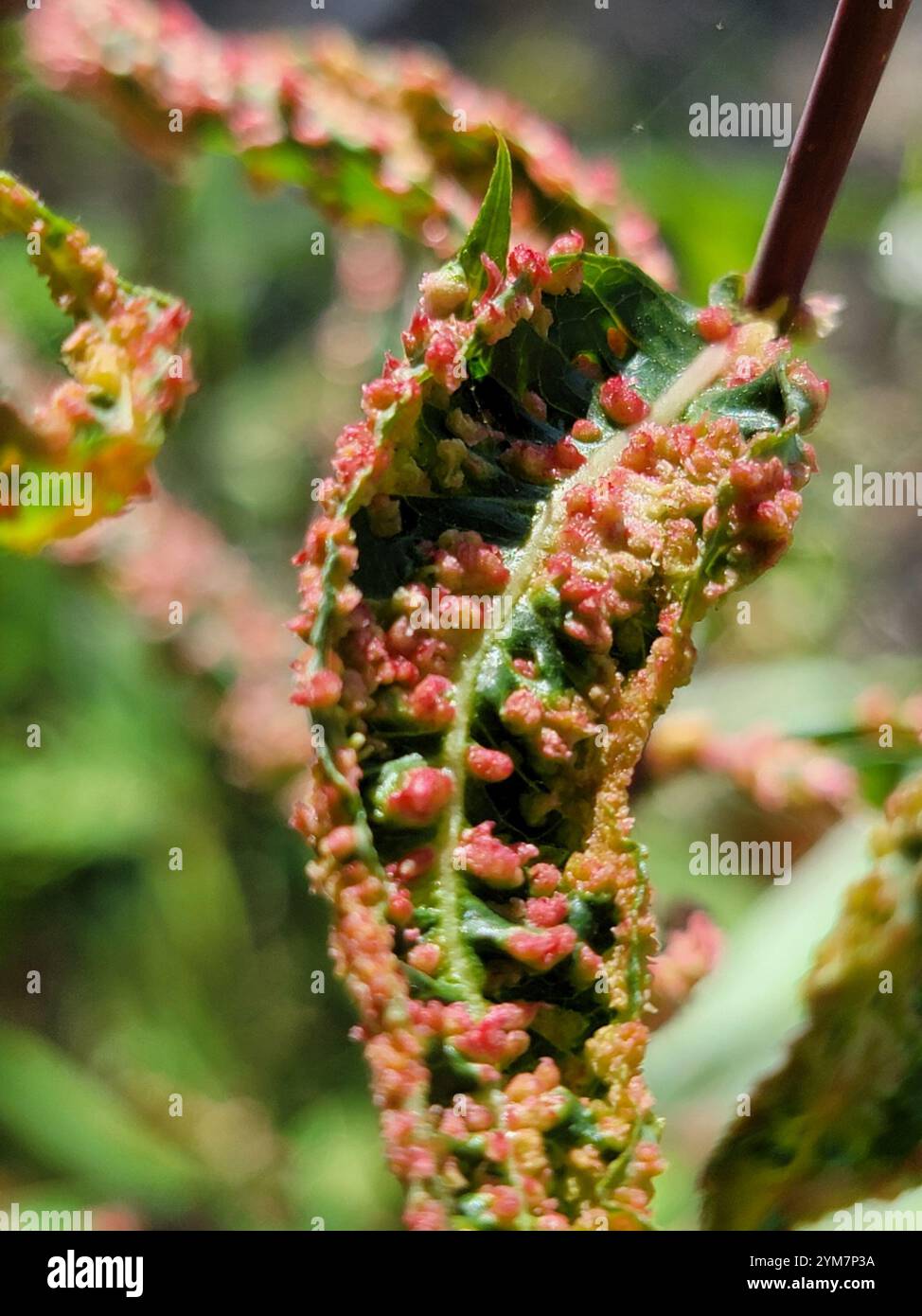 Aculus hi-res stock photography and images - Alamy
