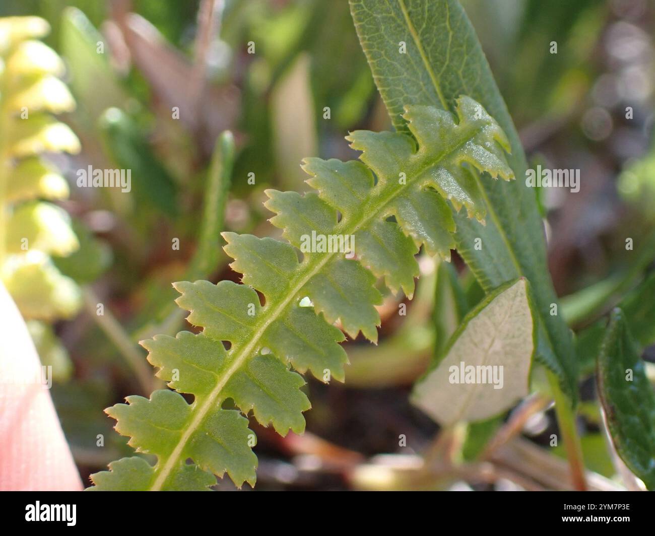 vascular plants (Tracheophyta Stock Photo - Alamy