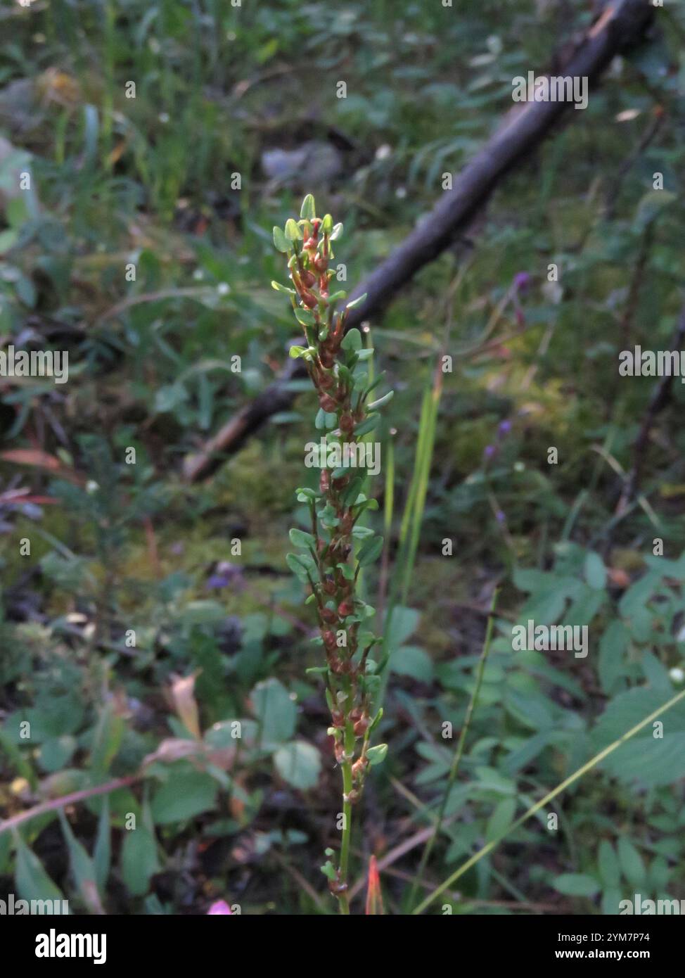 alpine bistort (Bistorta vivipara Stock Photo - Alamy
