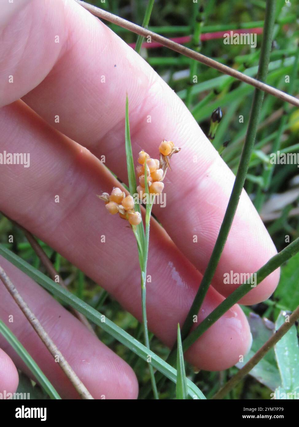 golden sedge (Carex aurea Stock Photo - Alamy