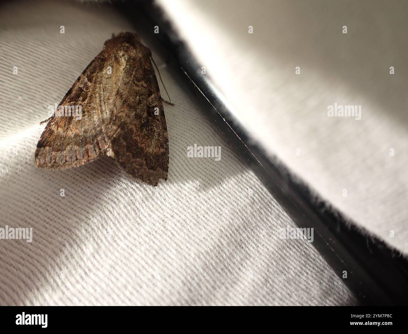 Cutworms and Dart Moths (Noctuinae Stock Photo - Alamy