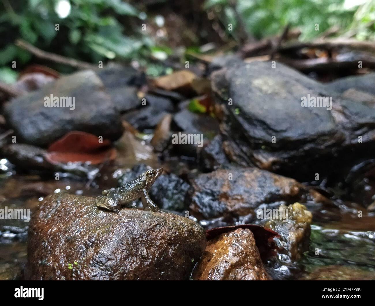 Kottigehara Dancing Frog (Micrixalus kottigeharensis Stock Photo - Alamy