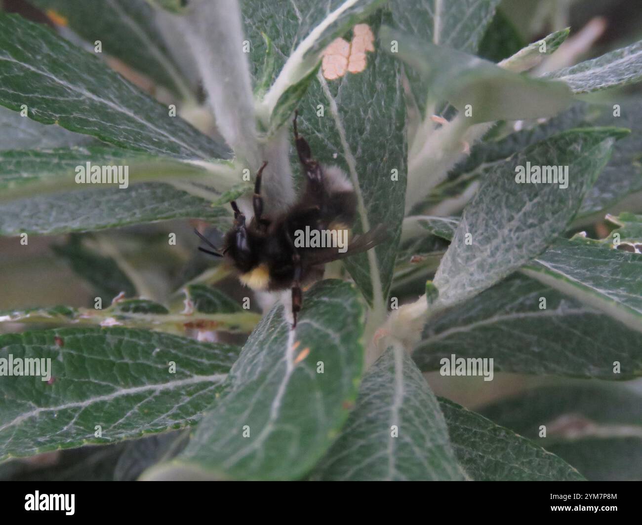Cryptic Bumble Bee (Bombus cryptarum Stock Photo - Alamy