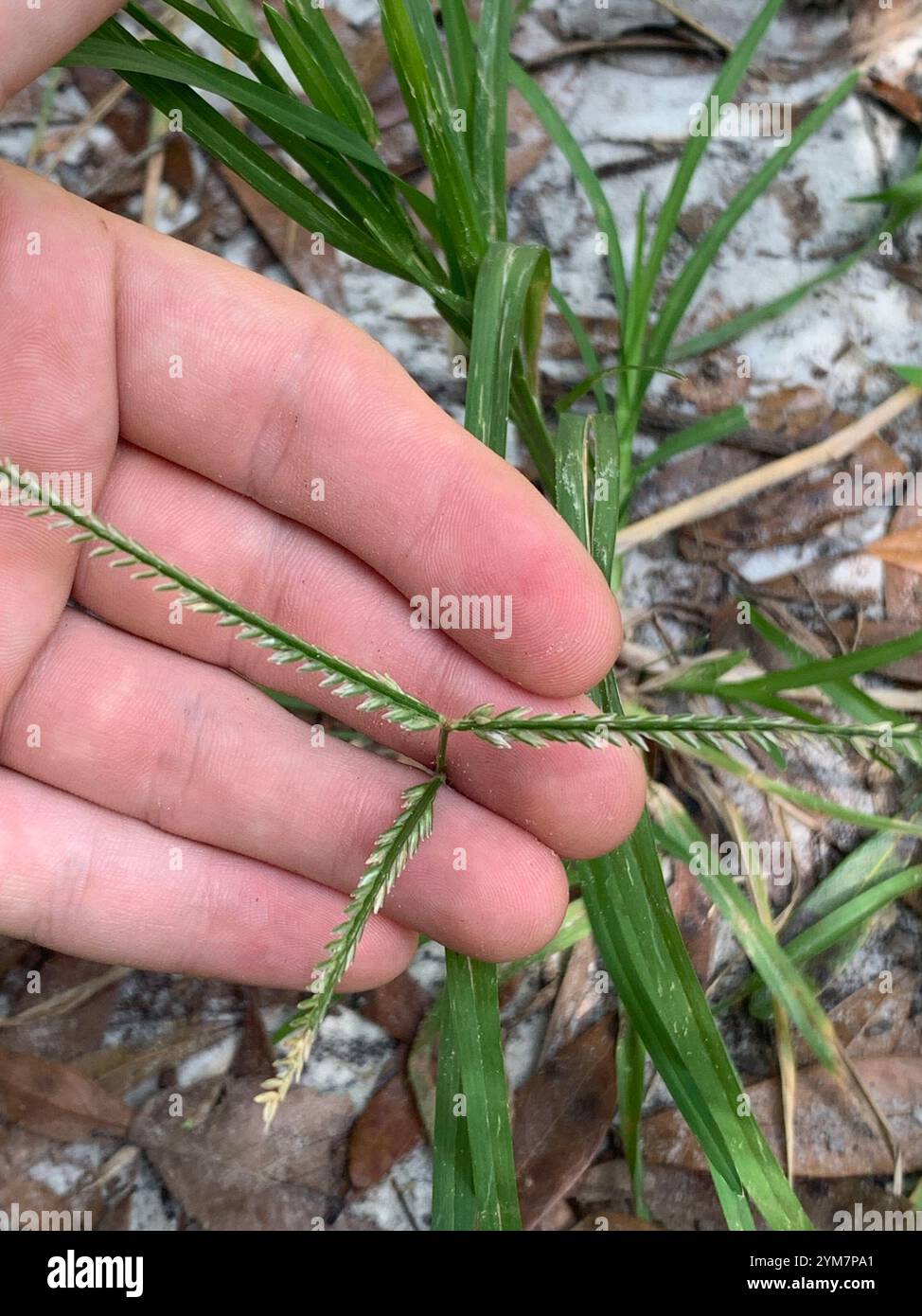 Goose Grass (Eleusine indica Stock Photo - Alamy