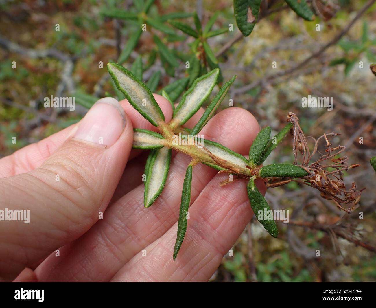 Bog Labrador Tea (Rhododendron groenlandicum Stock Photo - Alamy