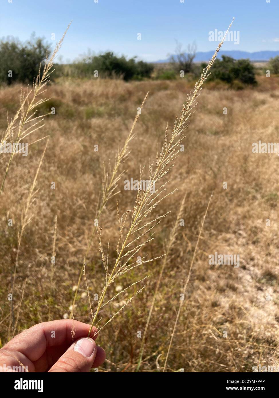 big sacaton (Sporobolus wrightii Stock Photo - Alamy