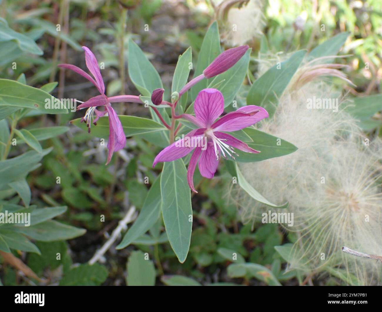 Dwarf Fireweed (Chamaenerion latifolium Stock Photo - Alamy