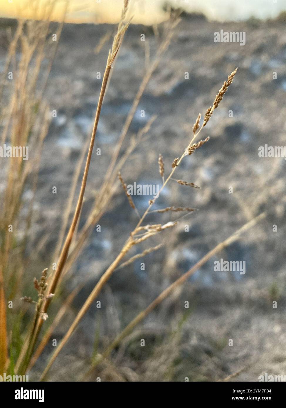 Sand Dropseed (Sporobolus cryptandrus Stock Photo - Alamy