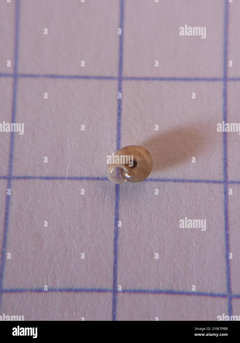 Iroquois Vallonia (Vallonia excentrica Stock Photo - Alamy