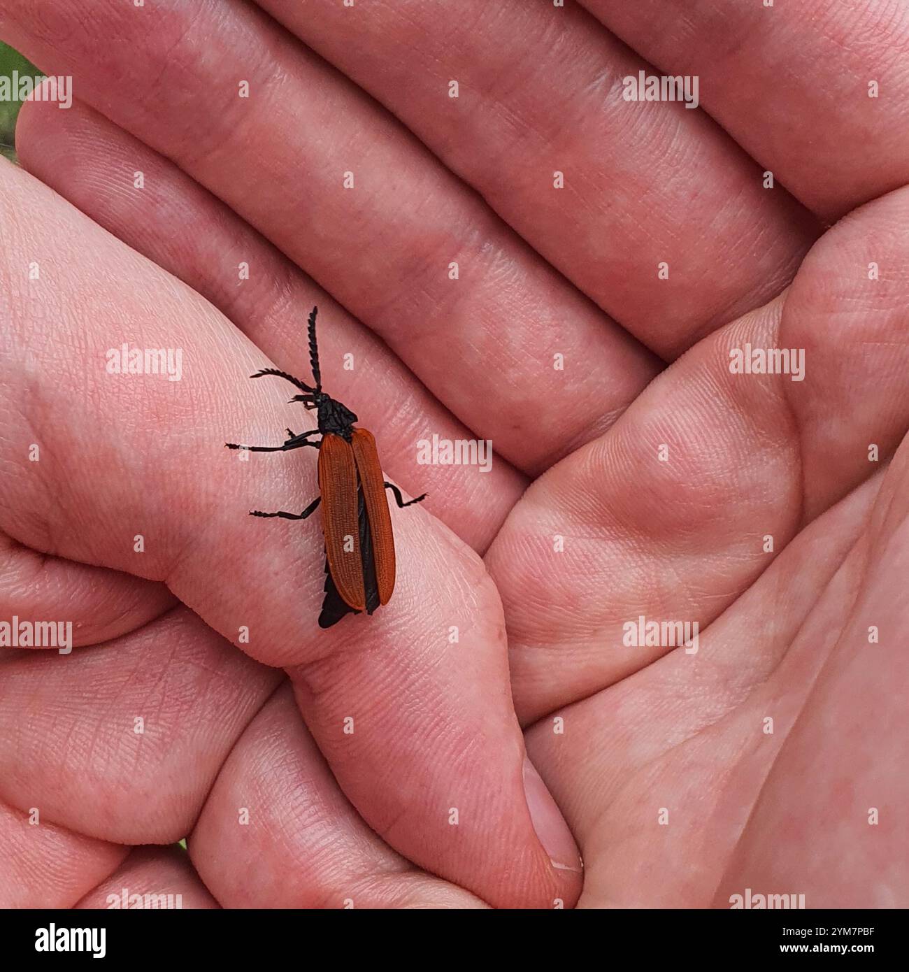 Long-nosed Lycid Beetle (Porrostoma rhipidium Stock Photo - Alamy