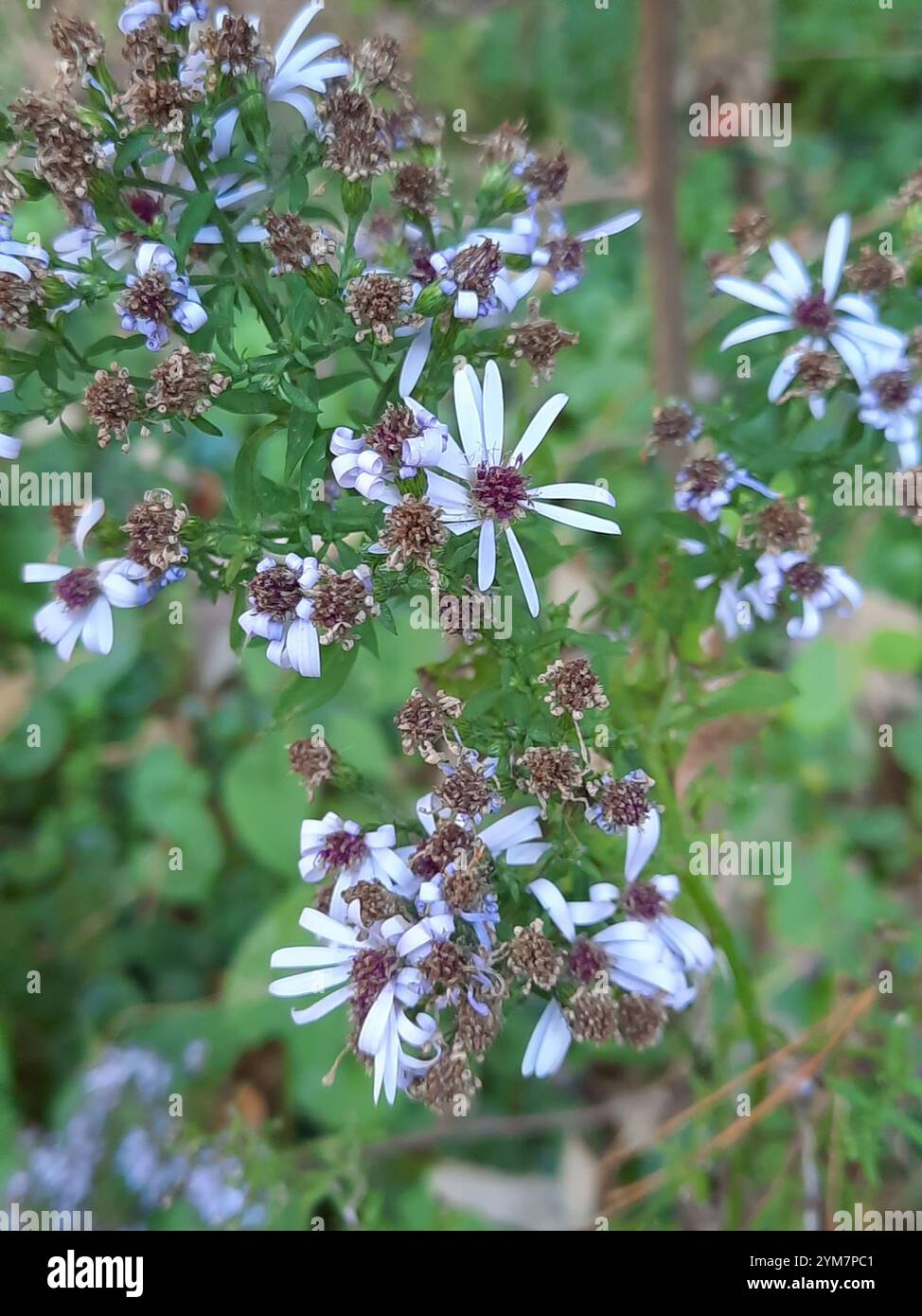 Common Blue Wood Aster (Symphyotrichum cordifolium Stock Photo - Alamy