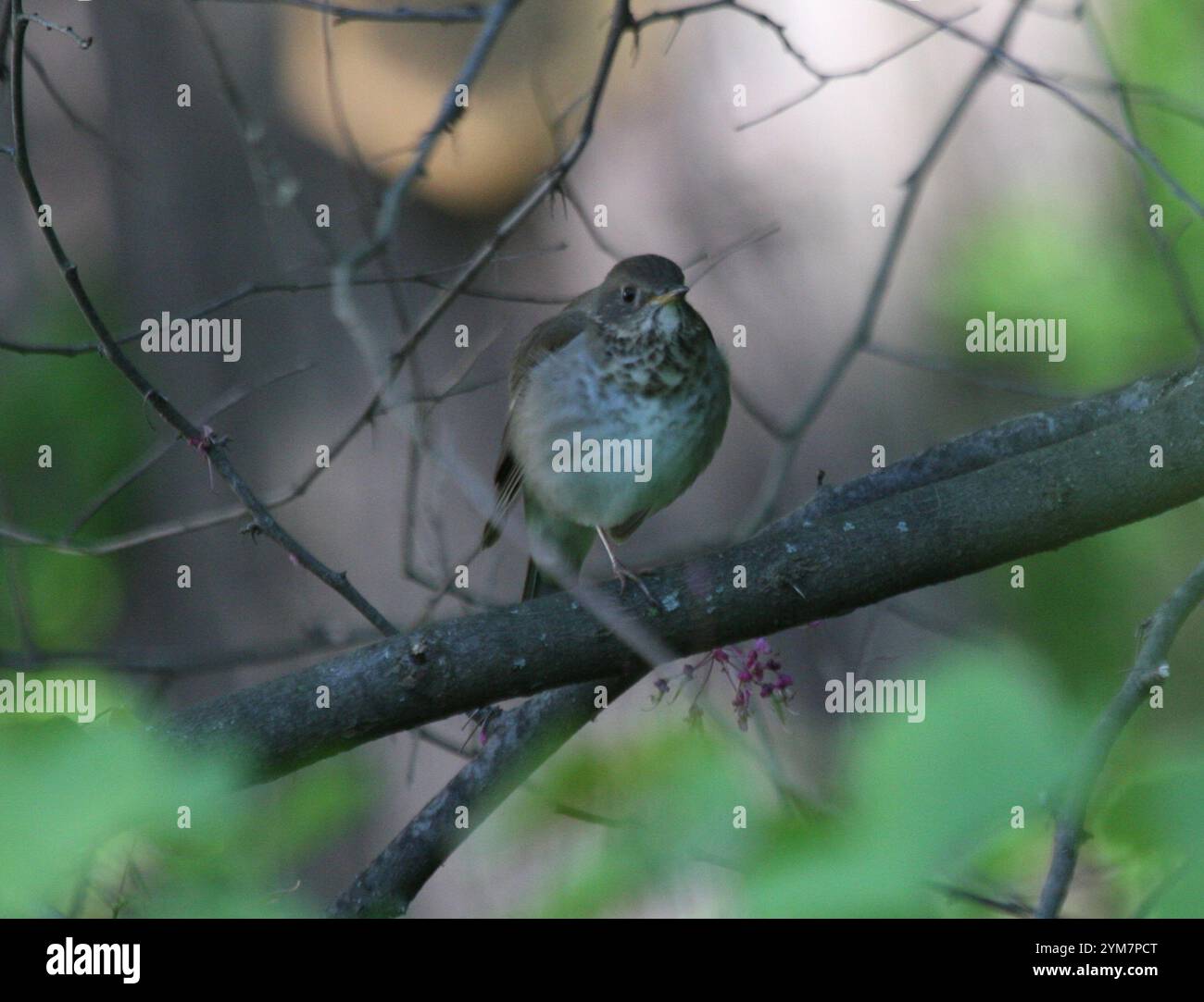 Gray-cheeked Thrush (Catharus minimus Stock Photo - Alamy