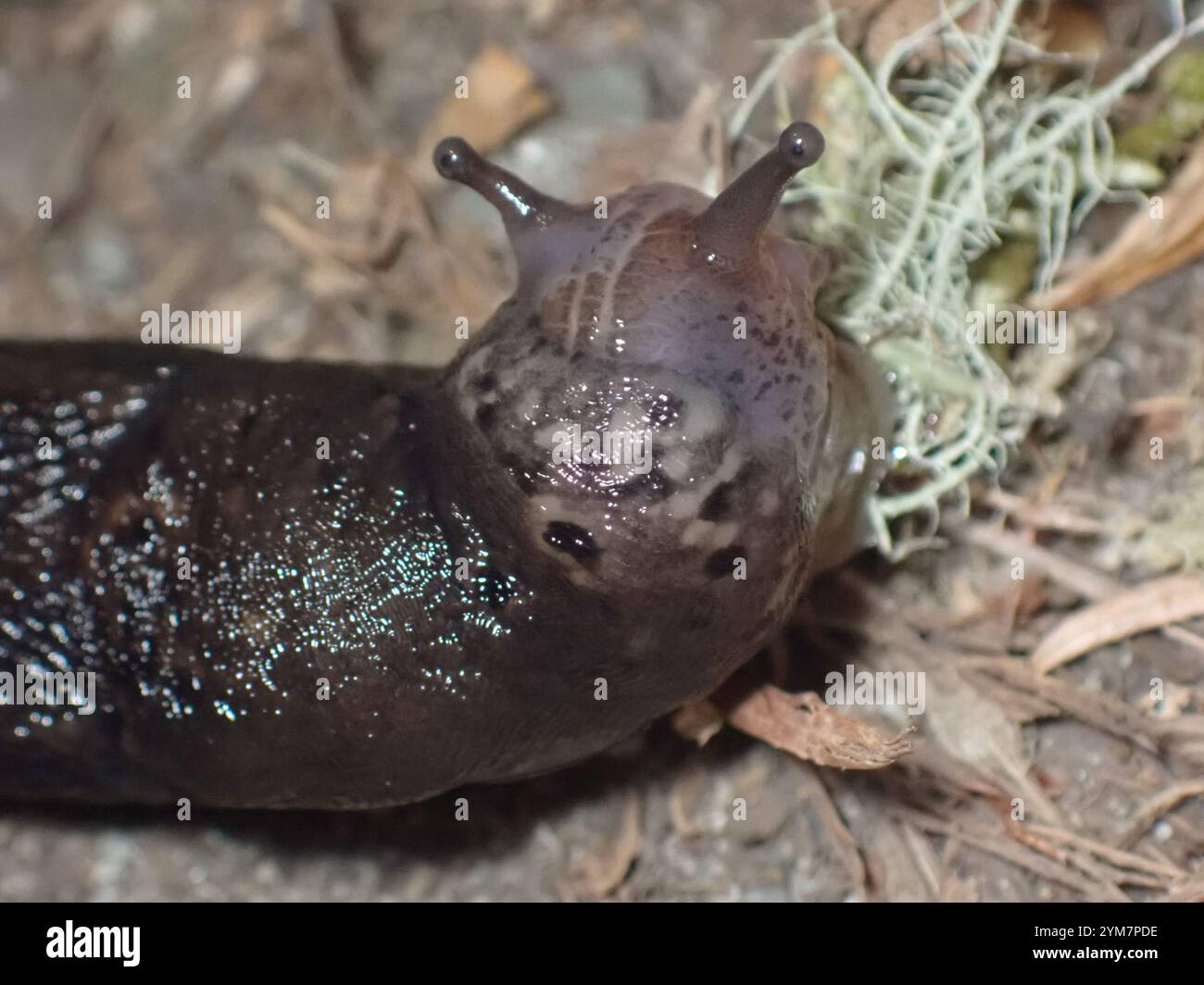 Leopard Slug (Limax maximus Stock Photo - Alamy