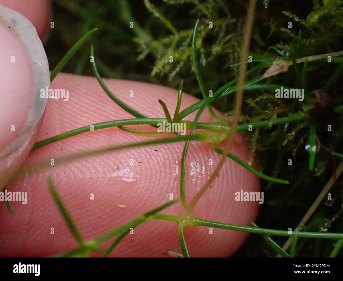 Procumbent Pearlwort (Sagina procumbens Stock Photo - Alamy