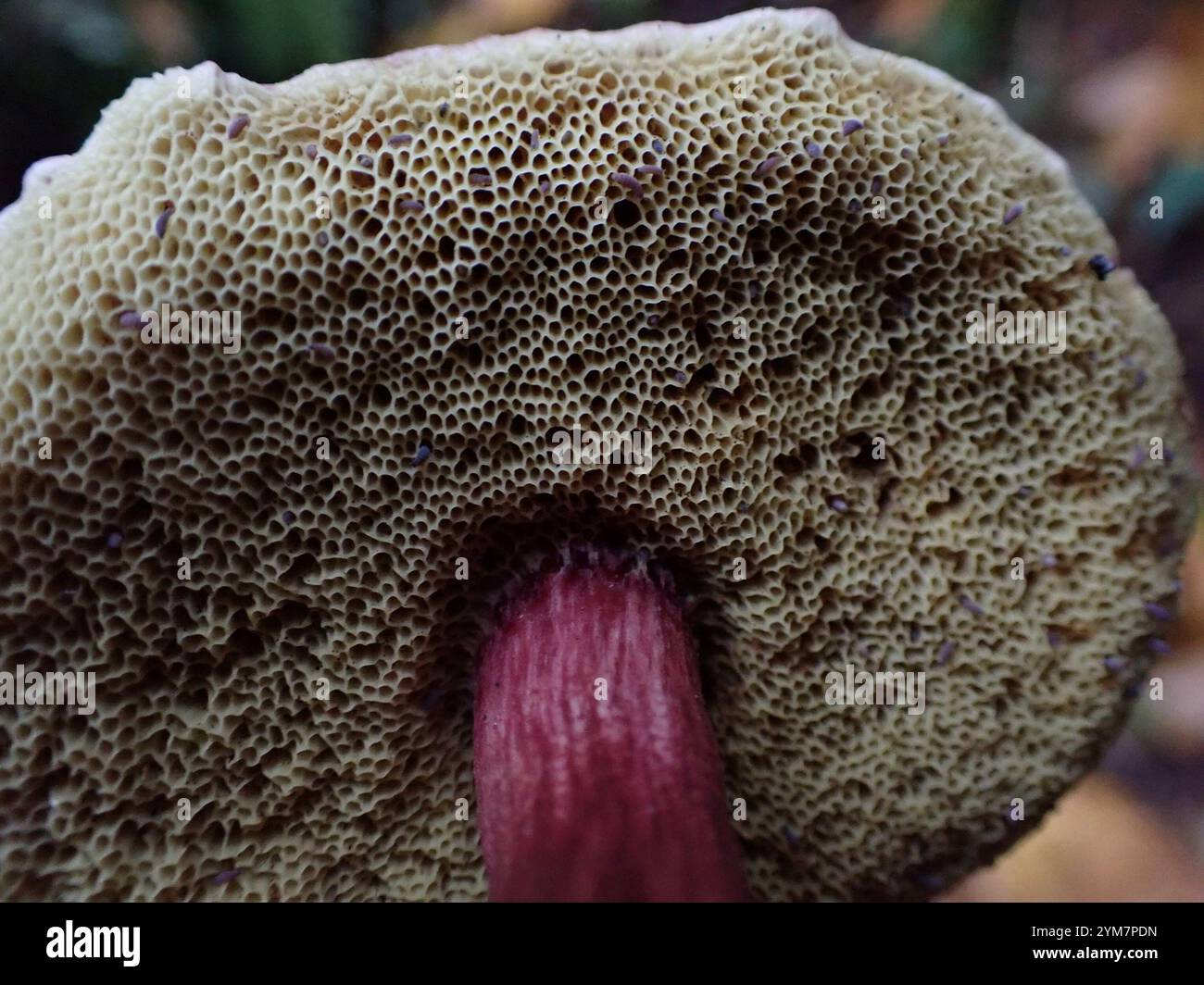 Zeller's bolete (Xerocomellus zelleri Stock Photo - Alamy