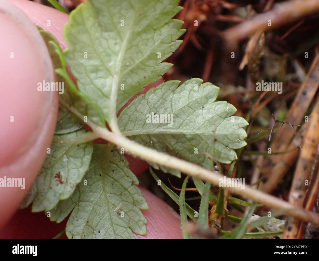 Five-leaf Dwarf Bramble (Rubus pedatus Stock Photo - Alamy