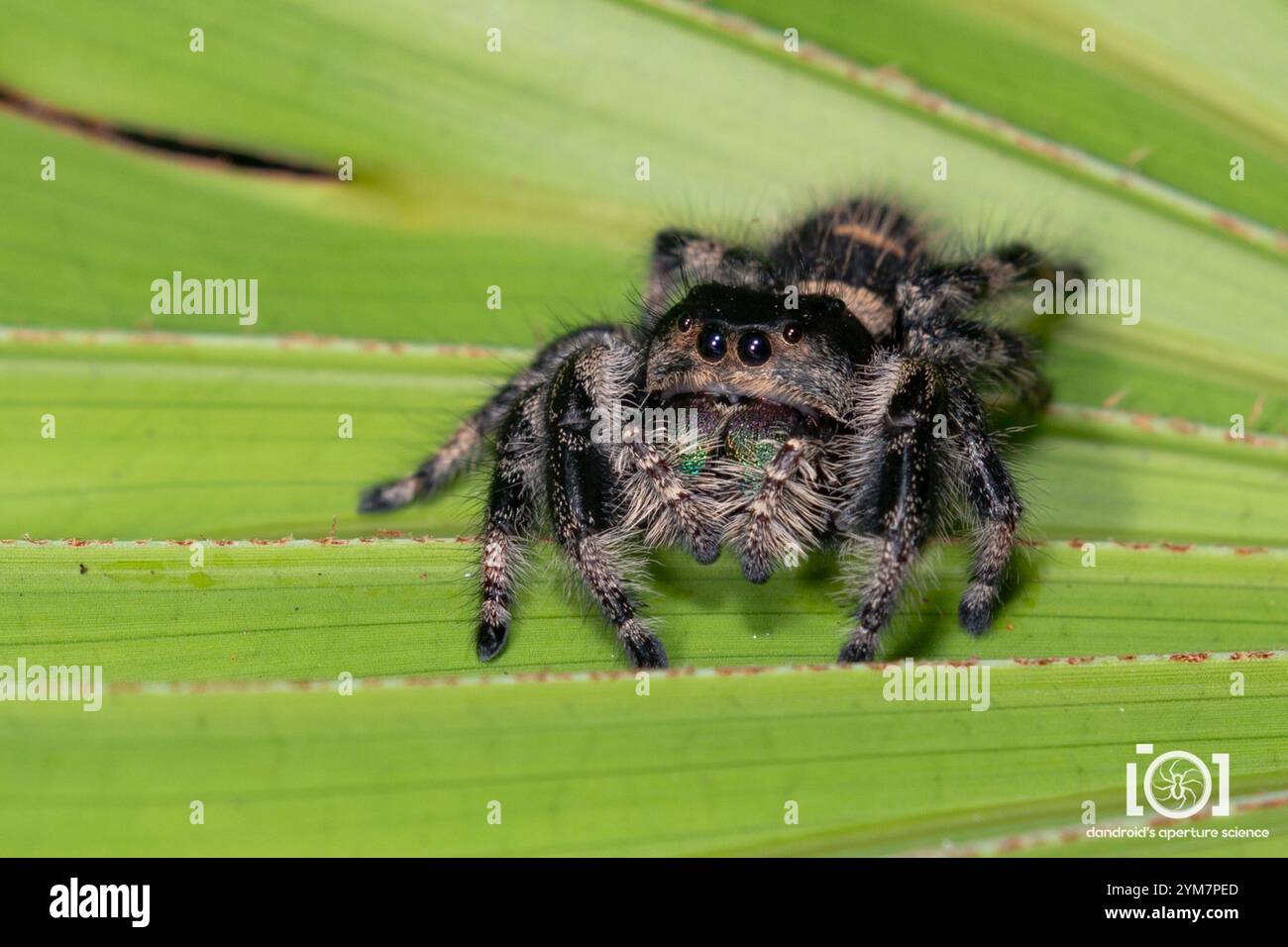 Regal Jumping Spider (Phidippus regius Stock Photo - Alamy