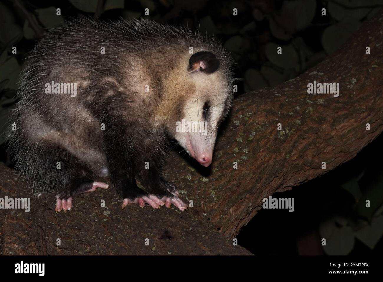 Virginia Opossum (Didelphis virginiana Stock Photo - Alamy