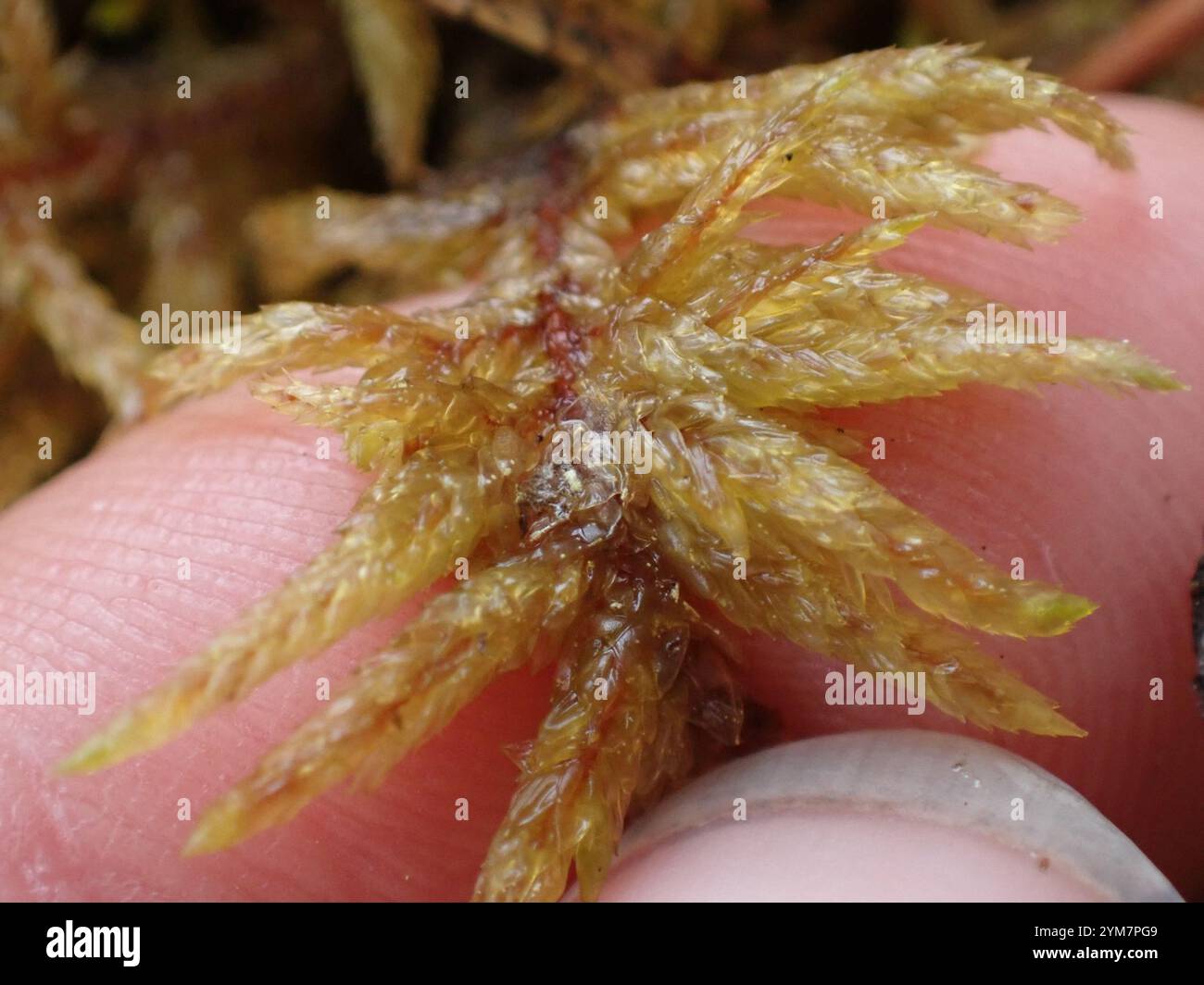 Red-stemmed Feather Moss (Pleurozium schreberi Stock Photo - Alamy