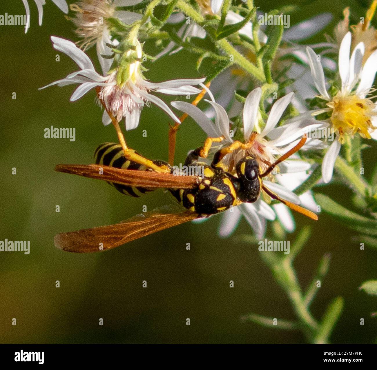 European Paper Wasp (Polistes dominula Stock Photo - Alamy
