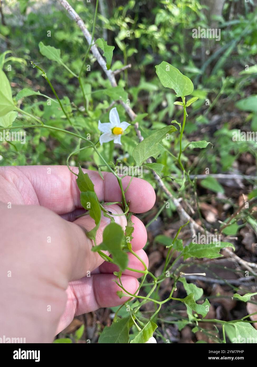 Texas nightshade (Solanum triquetrum Stock Photo - Alamy