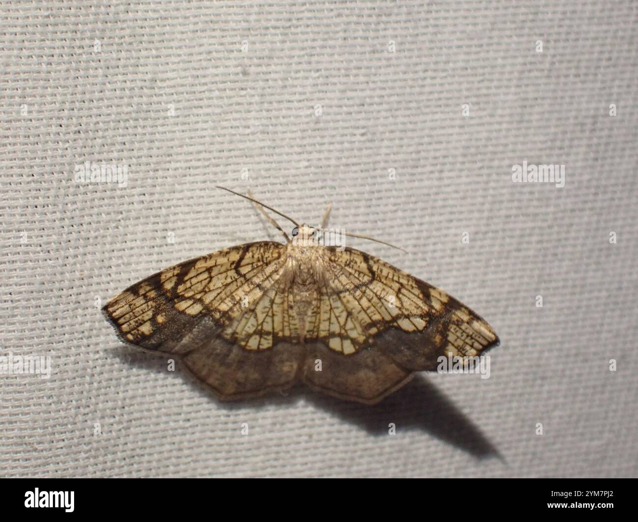 Horned Spanworm Moth (Nematocampa resistaria Stock Photo - Alamy