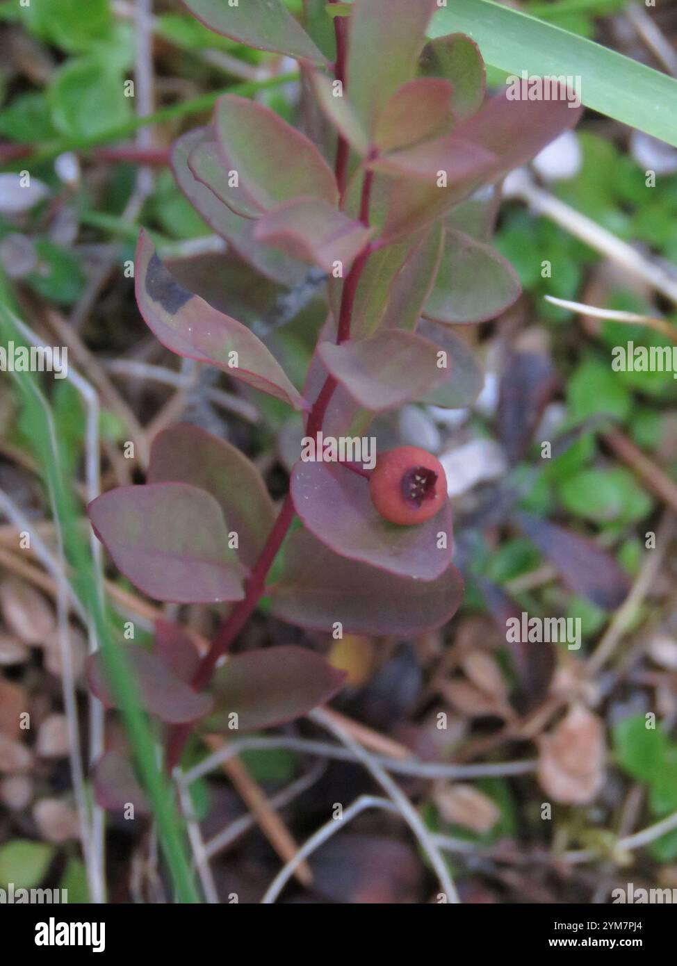 Northern Comandra (Geocaulon lividum Stock Photo - Alamy