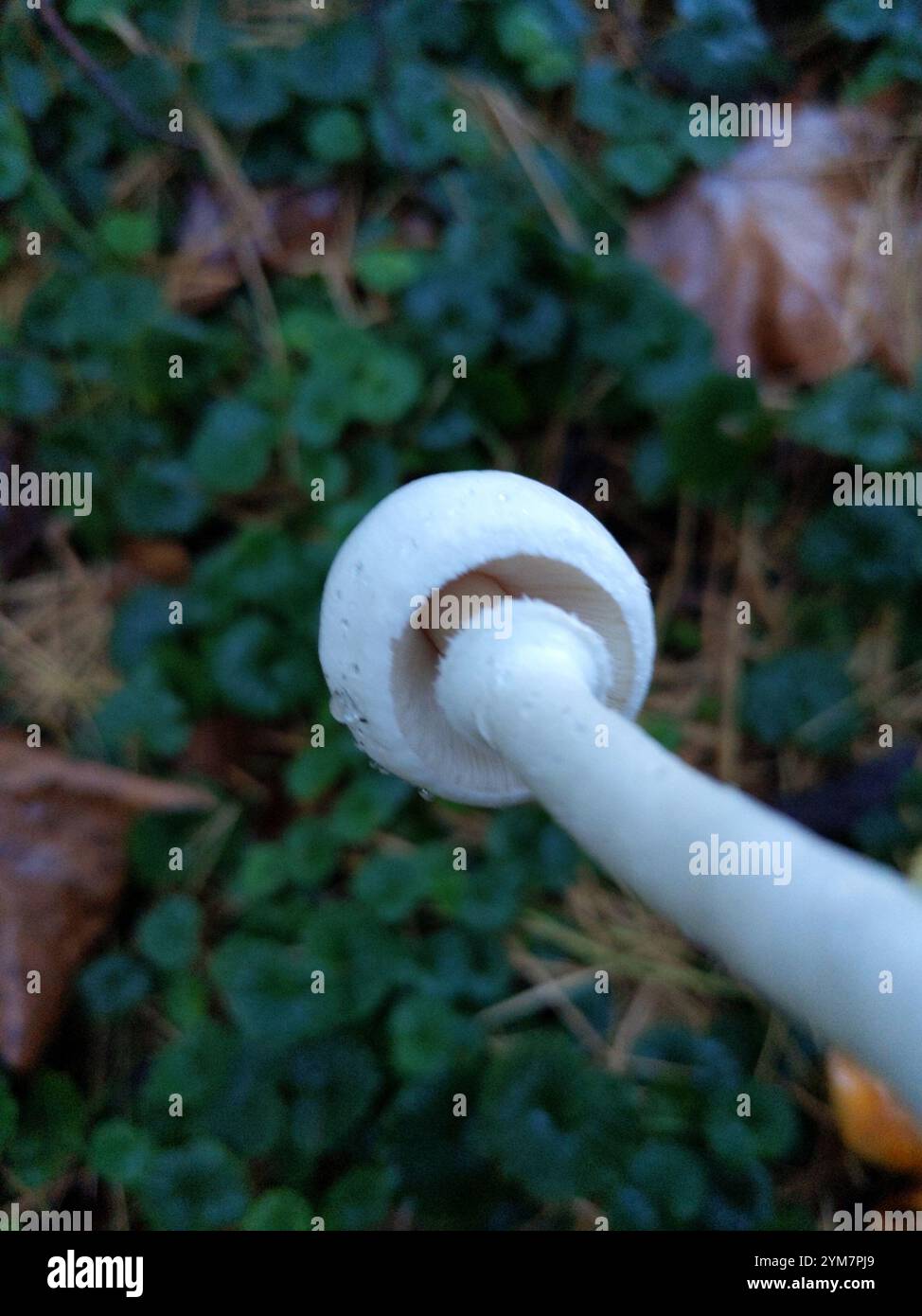 White Dapperling (Leucoagaricus leucothites Stock Photo - Alamy