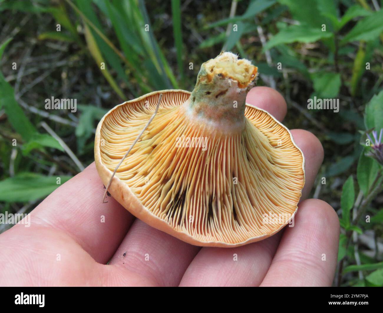 Common Milkcaps (Lactarius Stock Photo - Alamy