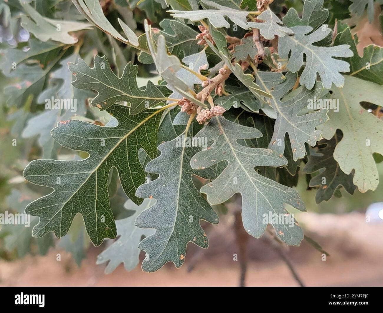 valley oak (Quercus lobata Stock Photo - Alamy
