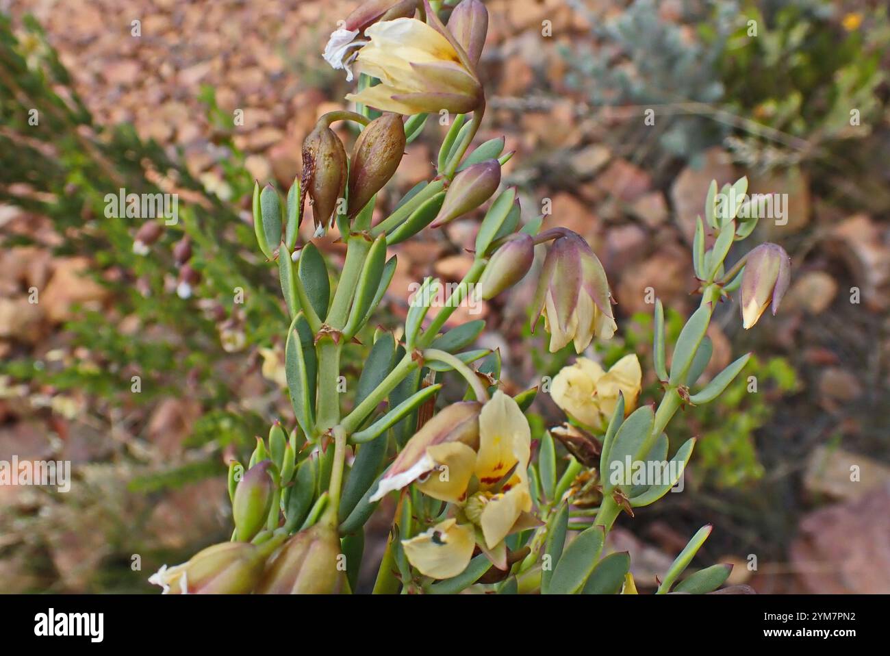 Roepera hi-res stock photography and images - Alamy