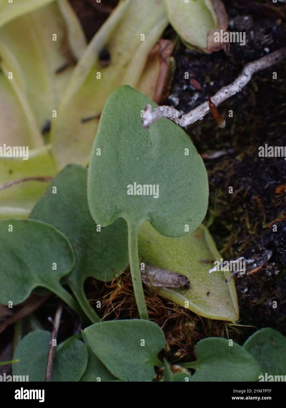 grass of Parnassus (Parnassia Stock Photo - Alamy