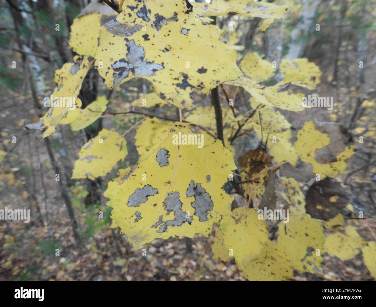 European aspen (Populus tremula Stock Photo - Alamy