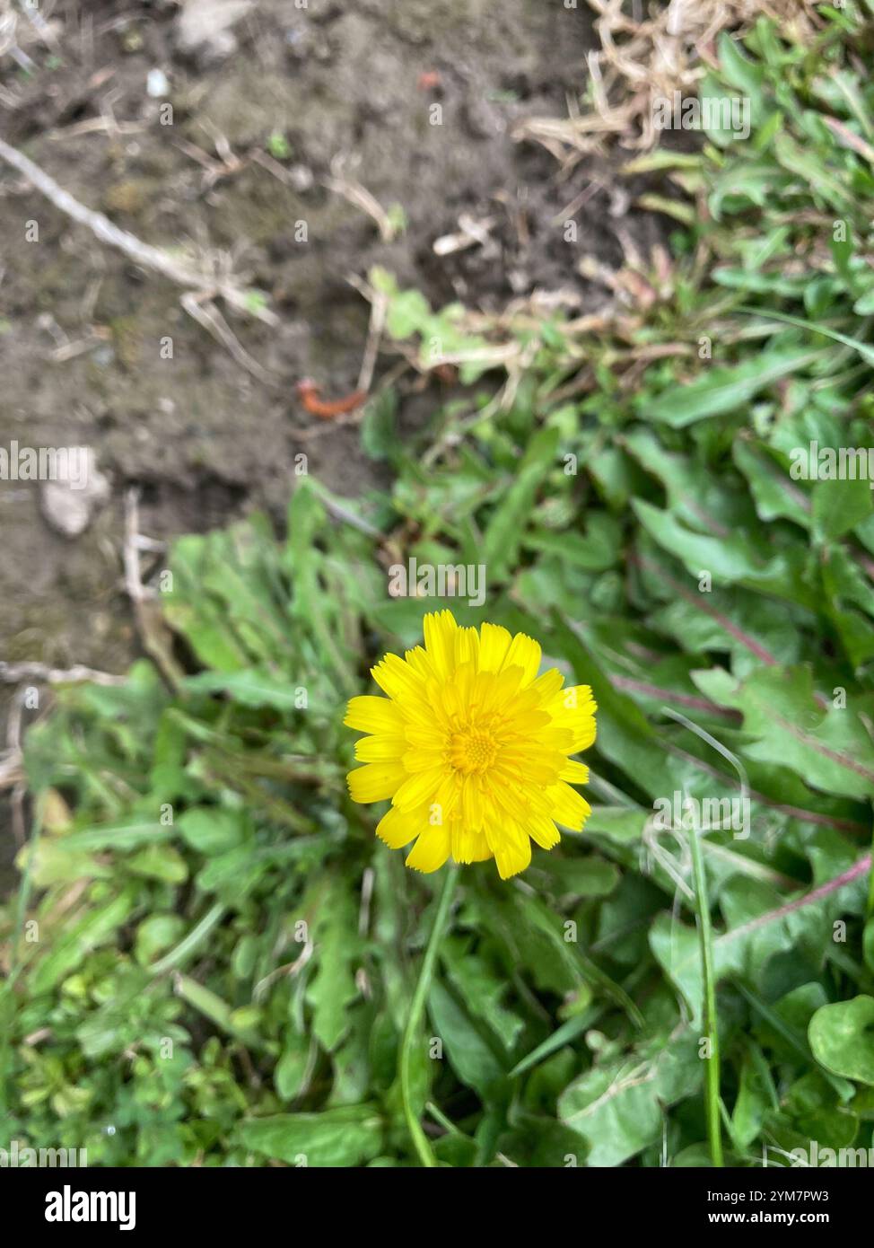Common Cat's-ear (Hypochaeris radicata Stock Photo - Alamy